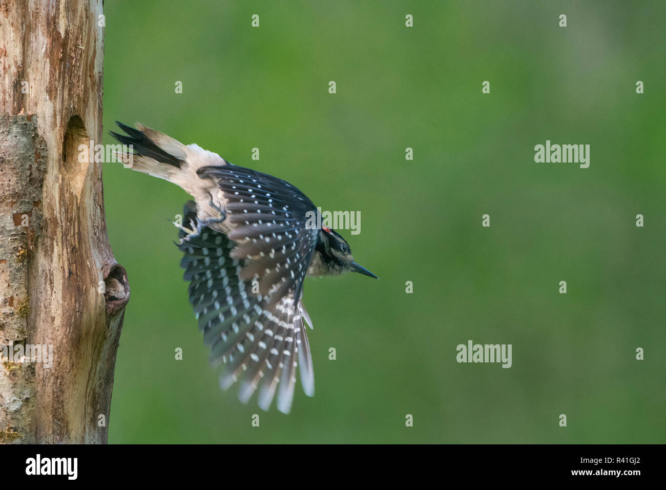 USA, Washington State. Male Hairy Woodpecker (Picoides villosus) flying ...