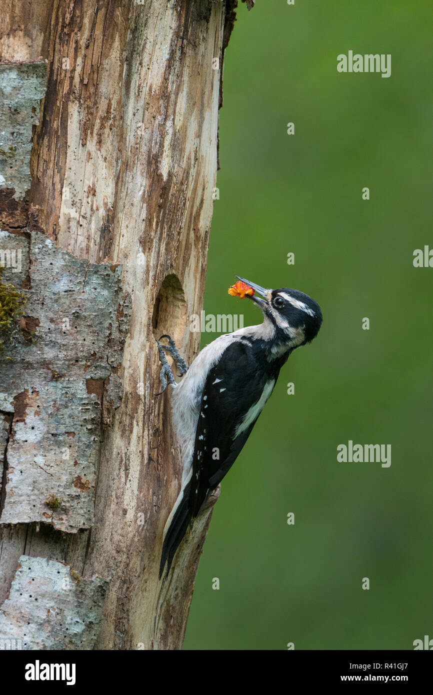 Female hairy woodpecker hi-res stock photography and images - Alamy