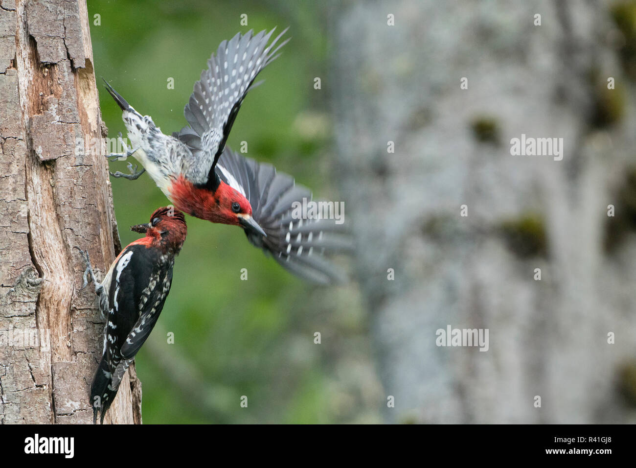 Sapsucker nest hi-res stock photography and images - Alamy