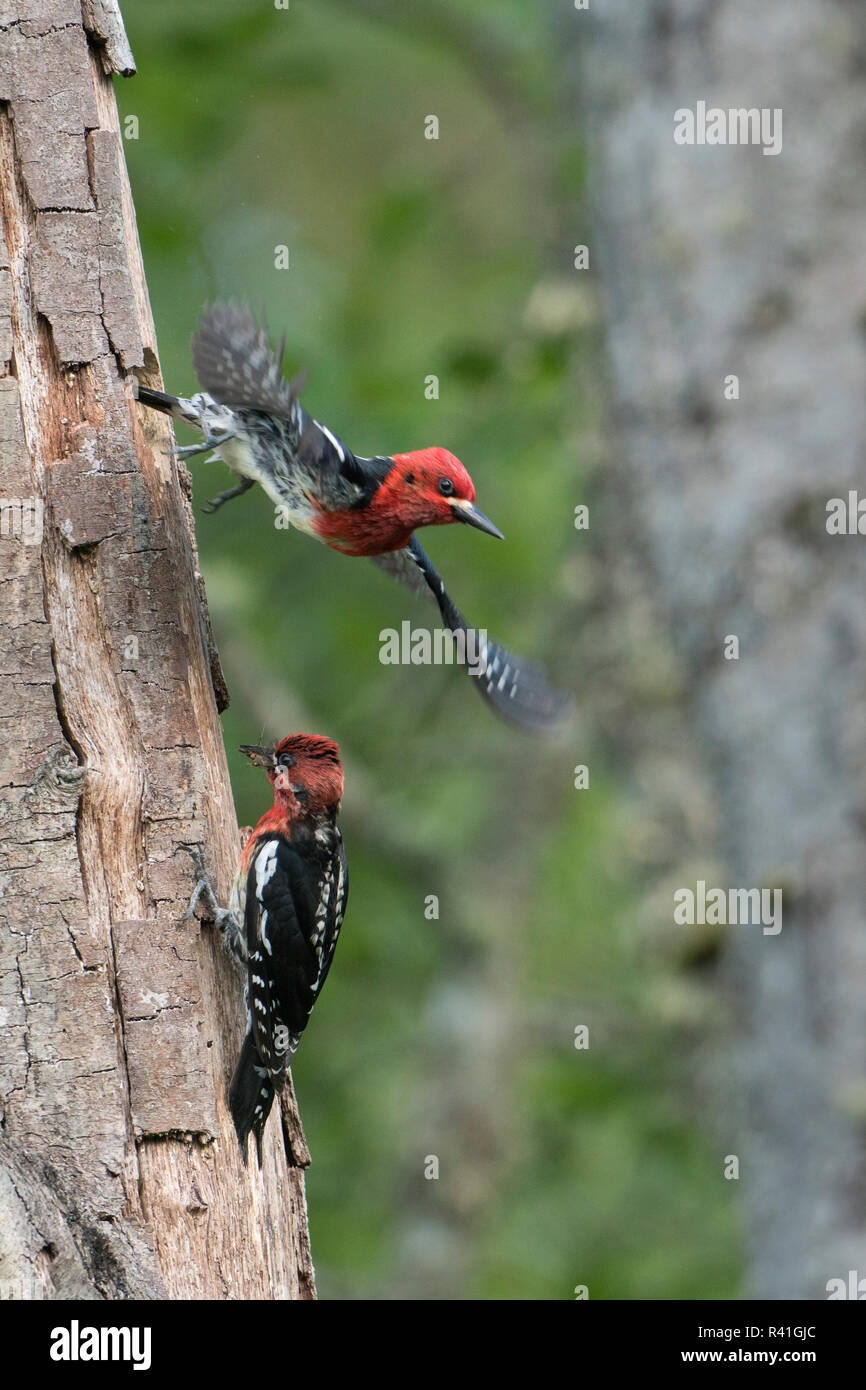 Sapsucker nest hi-res stock photography and images - Alamy