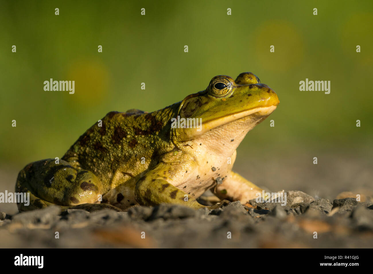 Washington state amphibian hi-res stock photography and images - Alamy