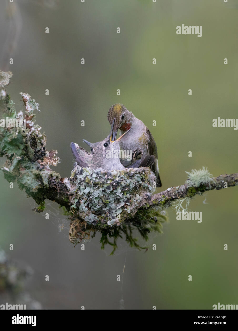 Anna redmond hi-res stock photography and images - Alamy