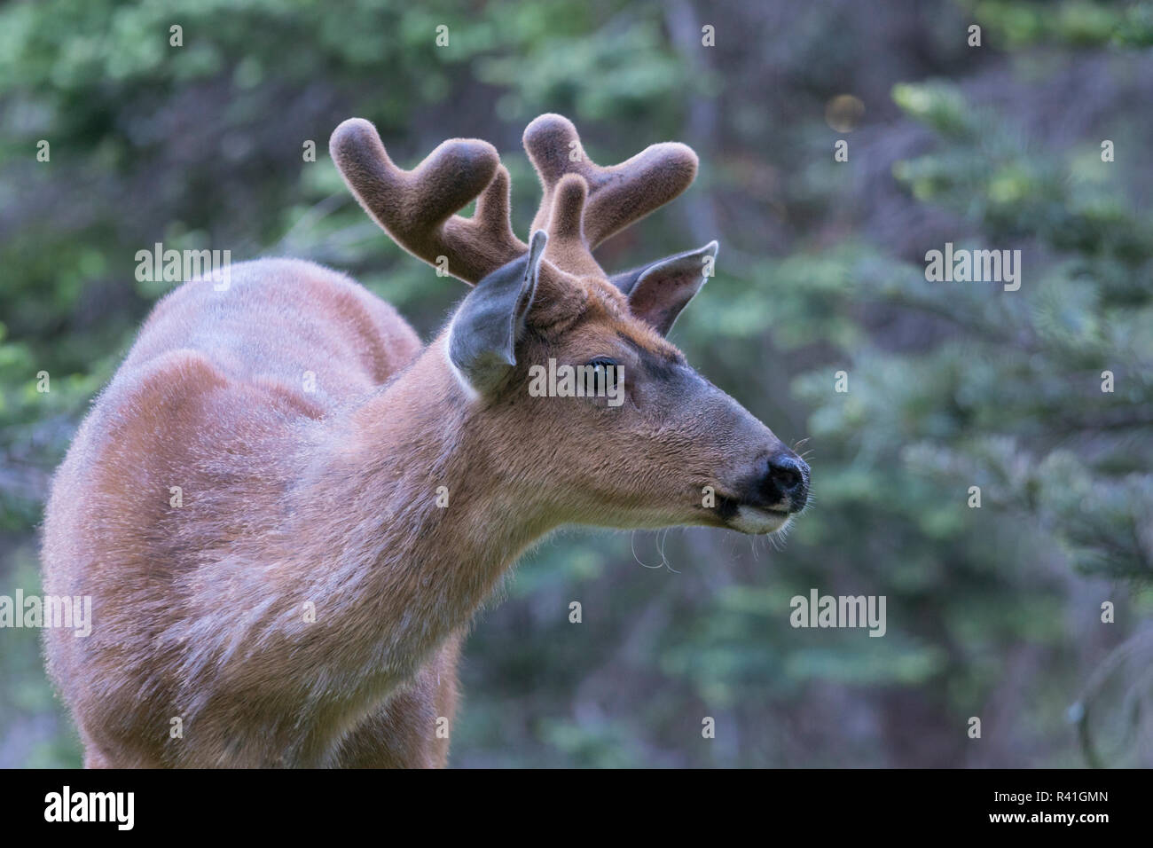 USA, Washington State. Black-tailed deer (Odocoileus hemionus ...