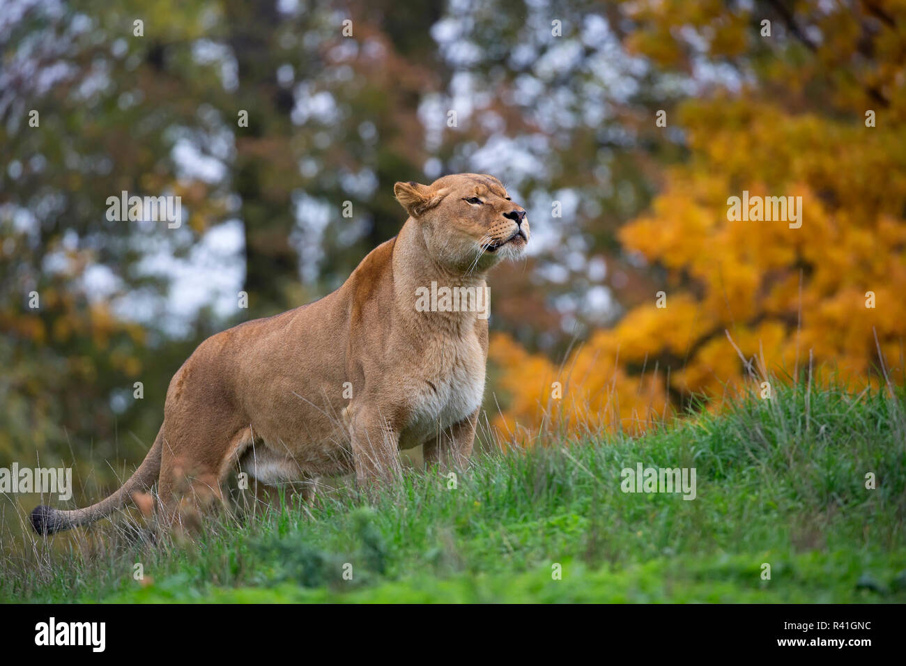Lioness in the wild Stock Photo - Alamy
