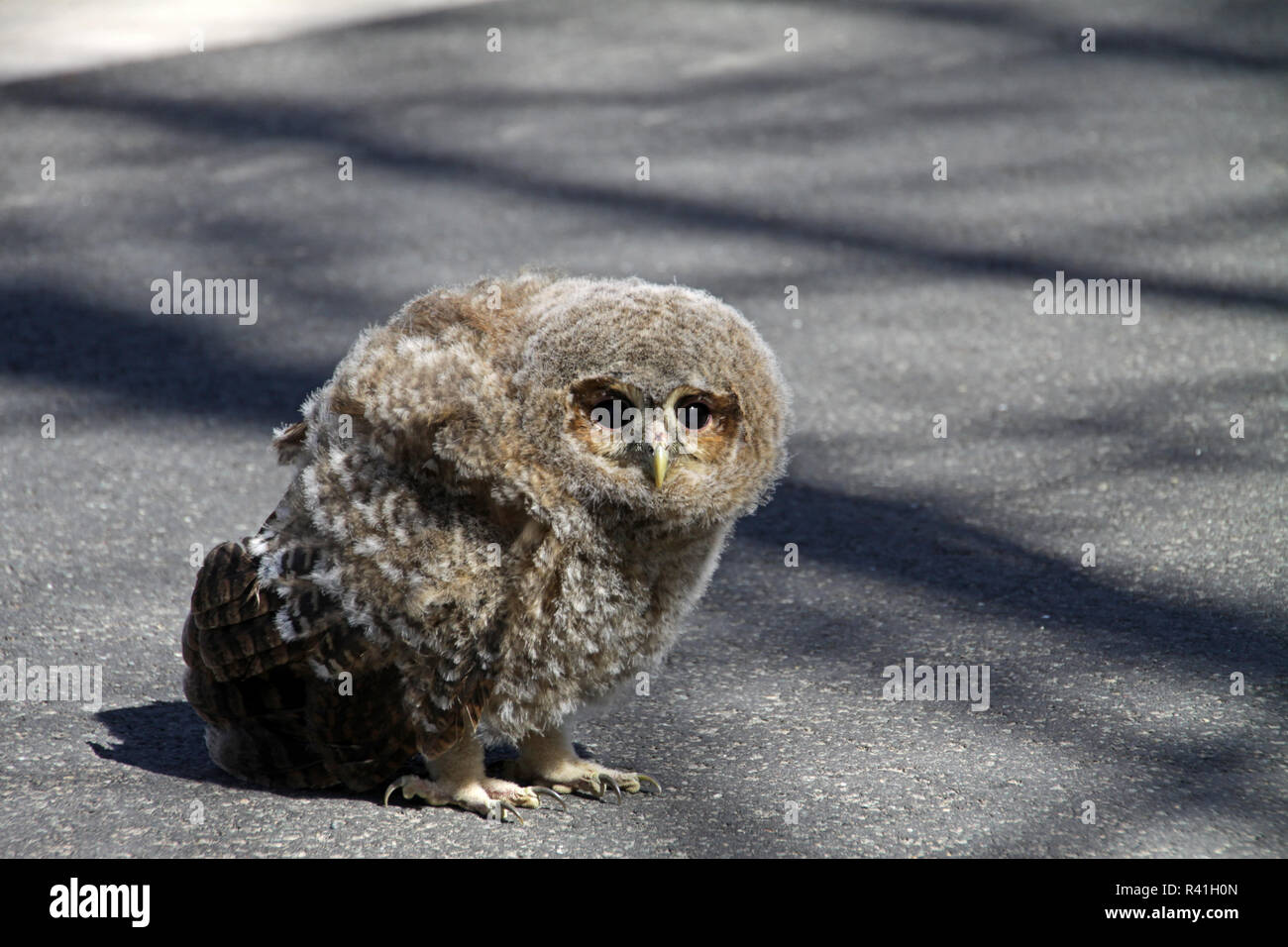 barn owl (cub Stock Photo - Alamy
