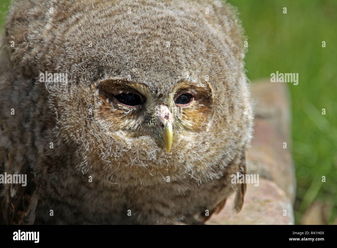 barn owl (cub Stock Photo - Alamy