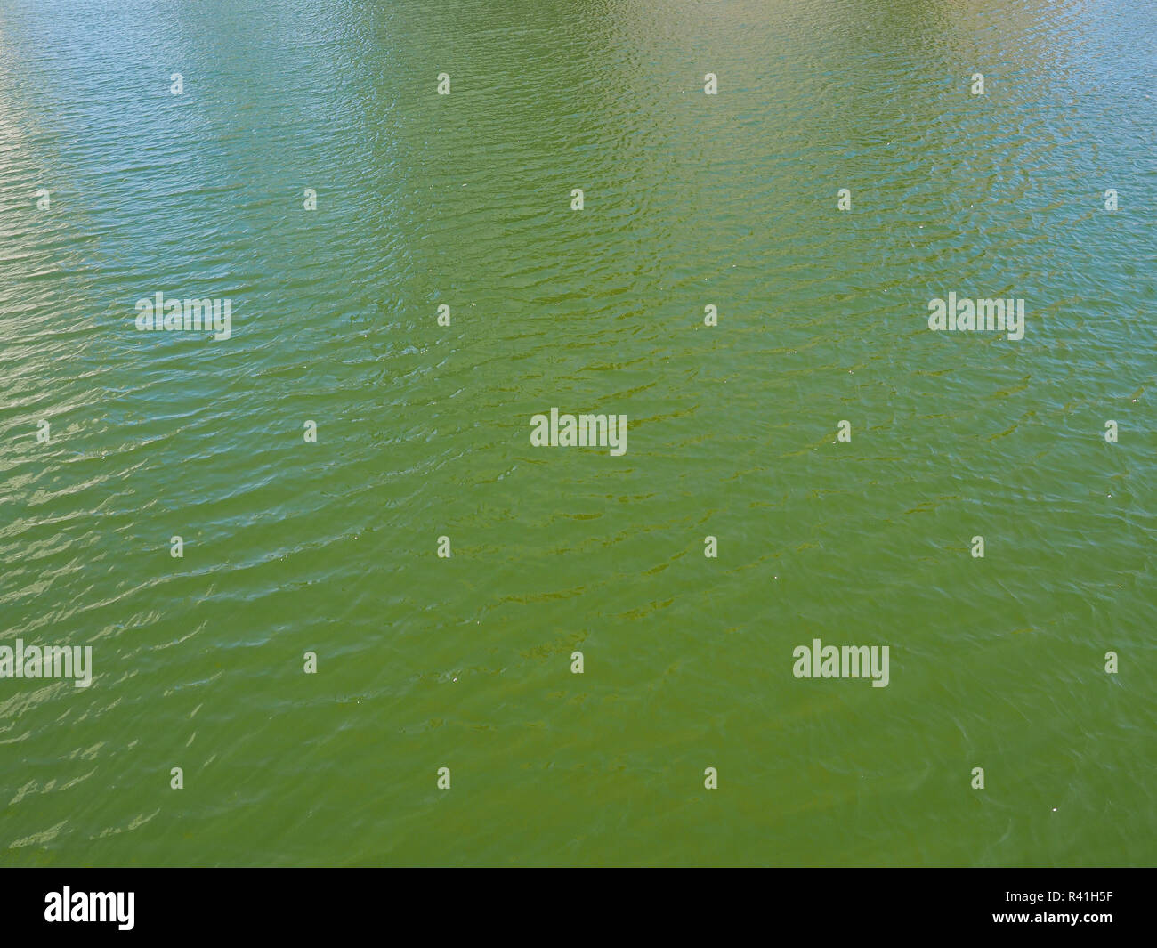 Green water background Stock Photo - Alamy