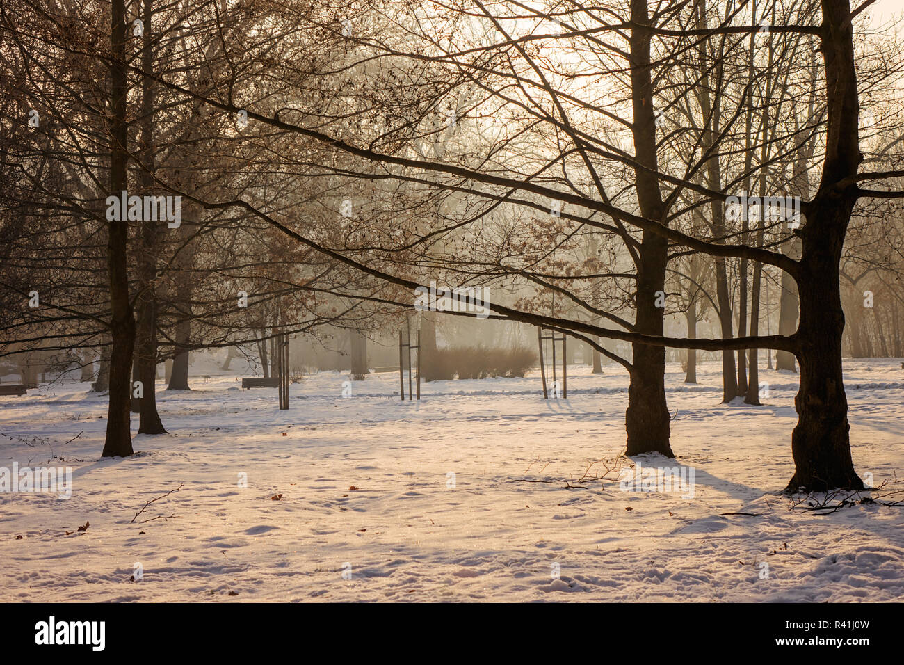 trees under the snow in the park, note shallow depth of field Stock ...