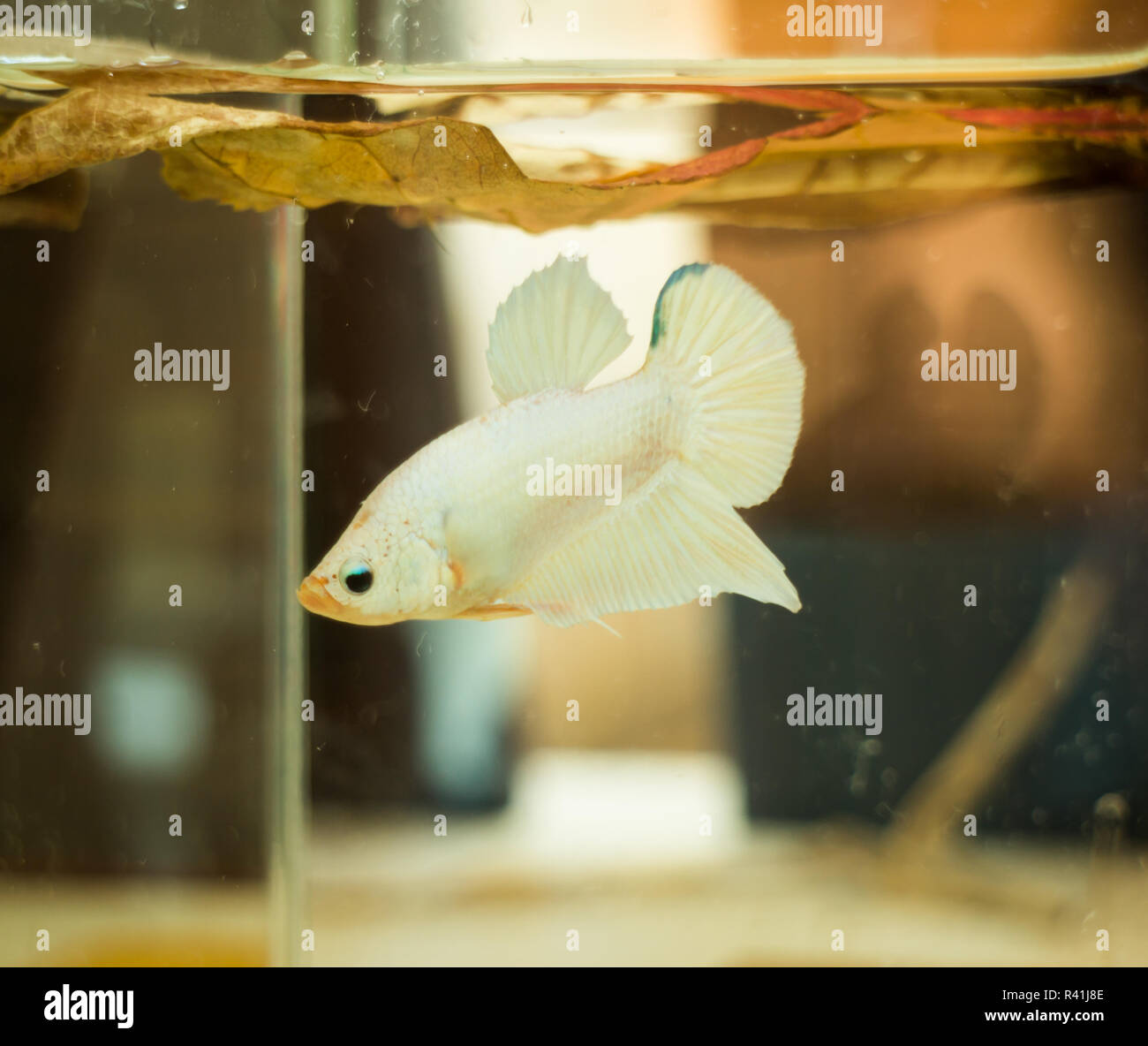 Little white siamese fighting fish Stock Photo - Alamy