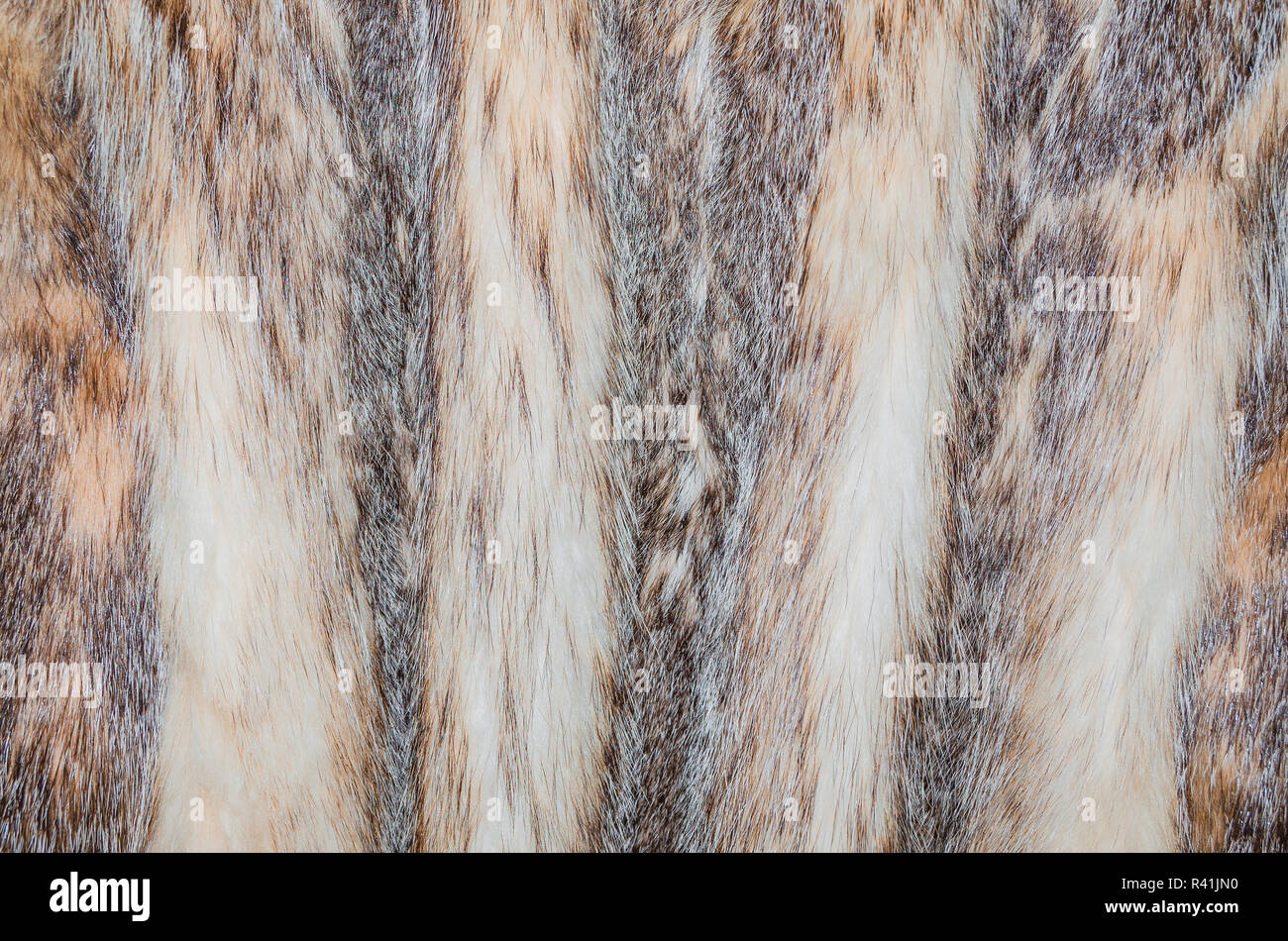 Silver fox fur coat hi-res stock photography and images - Alamy