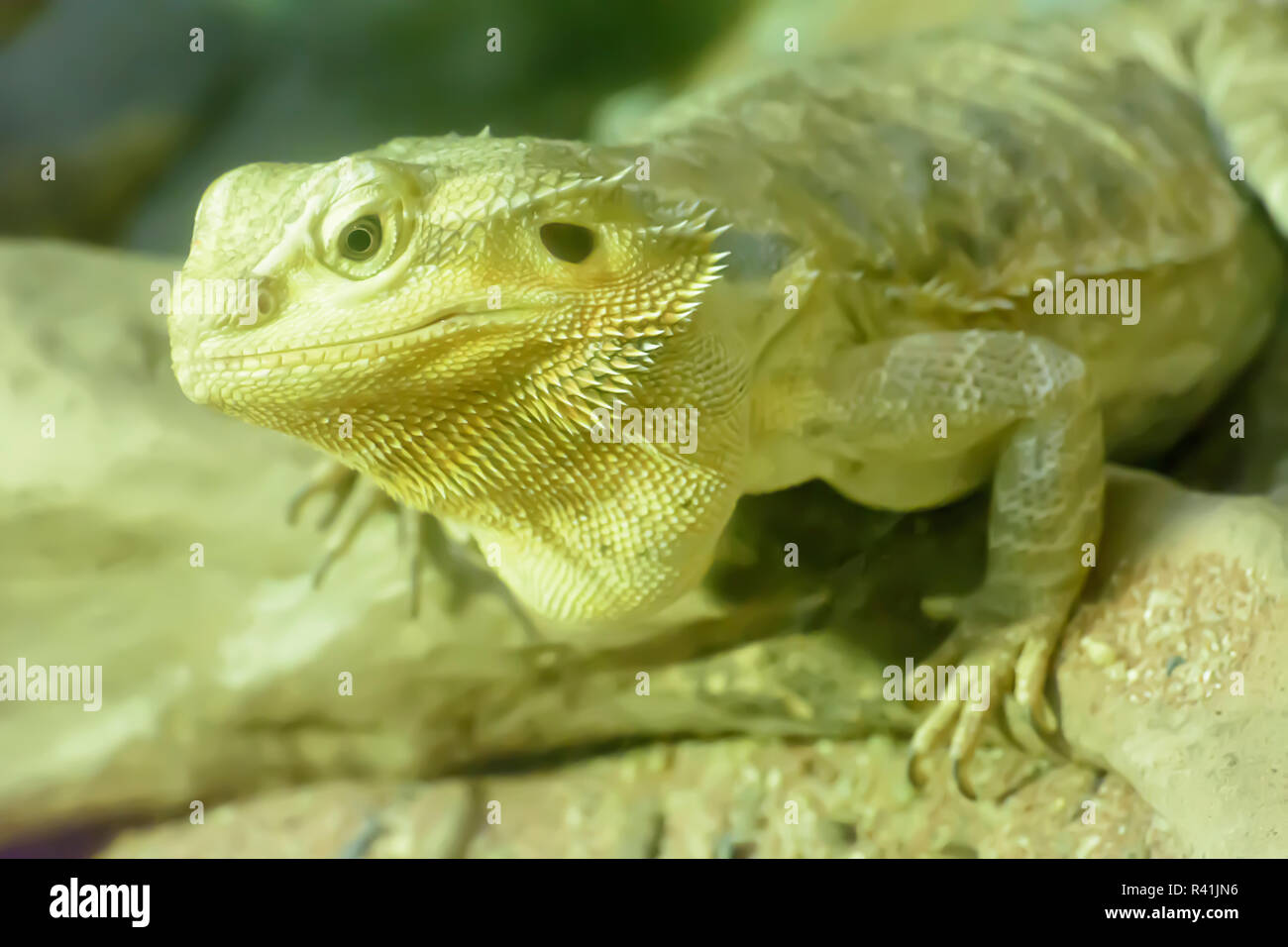 Dragons portrait hi-res stock photography and images - Alamy