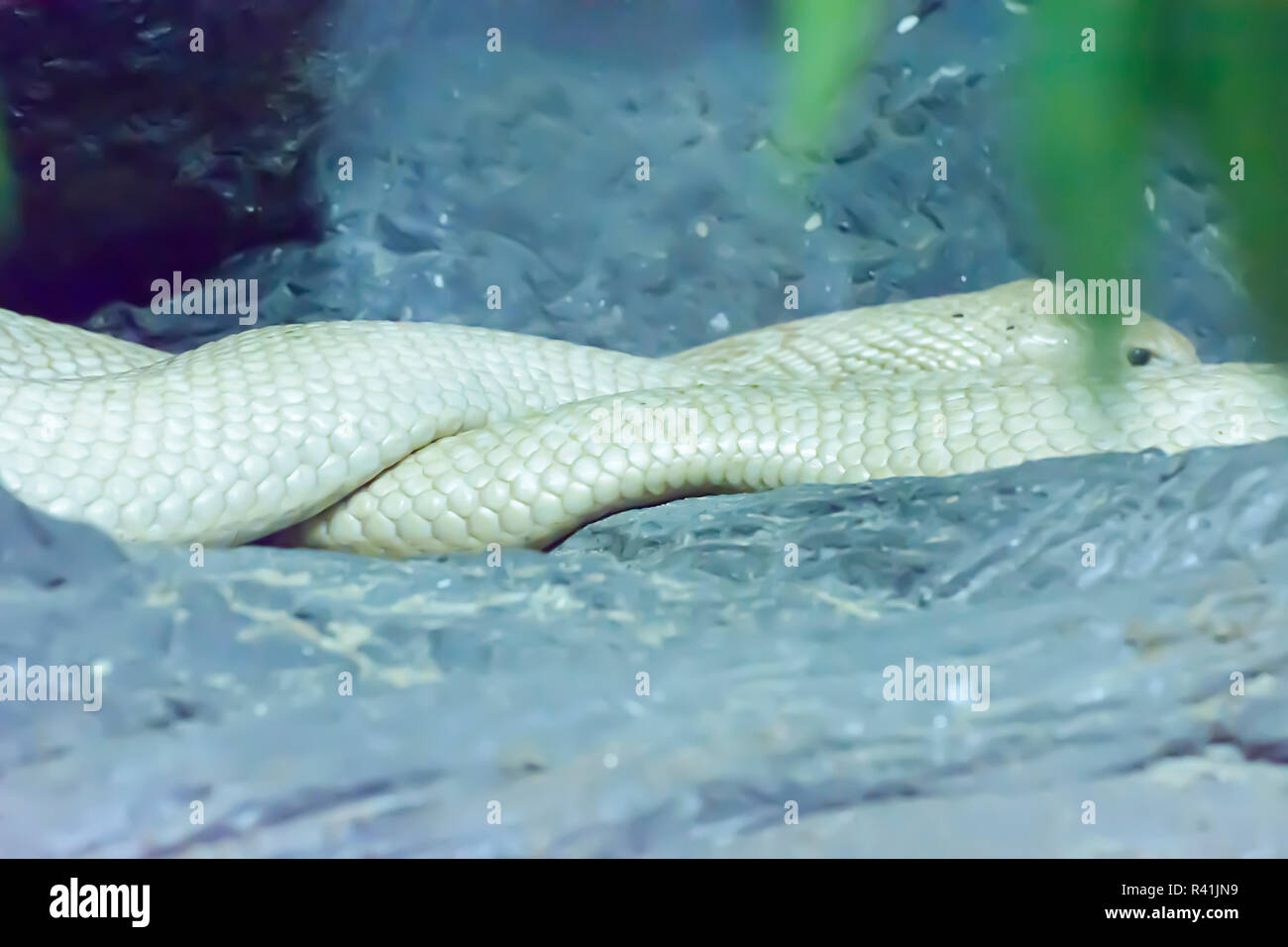 White king cobra hi-res stock photography and images - Alamy