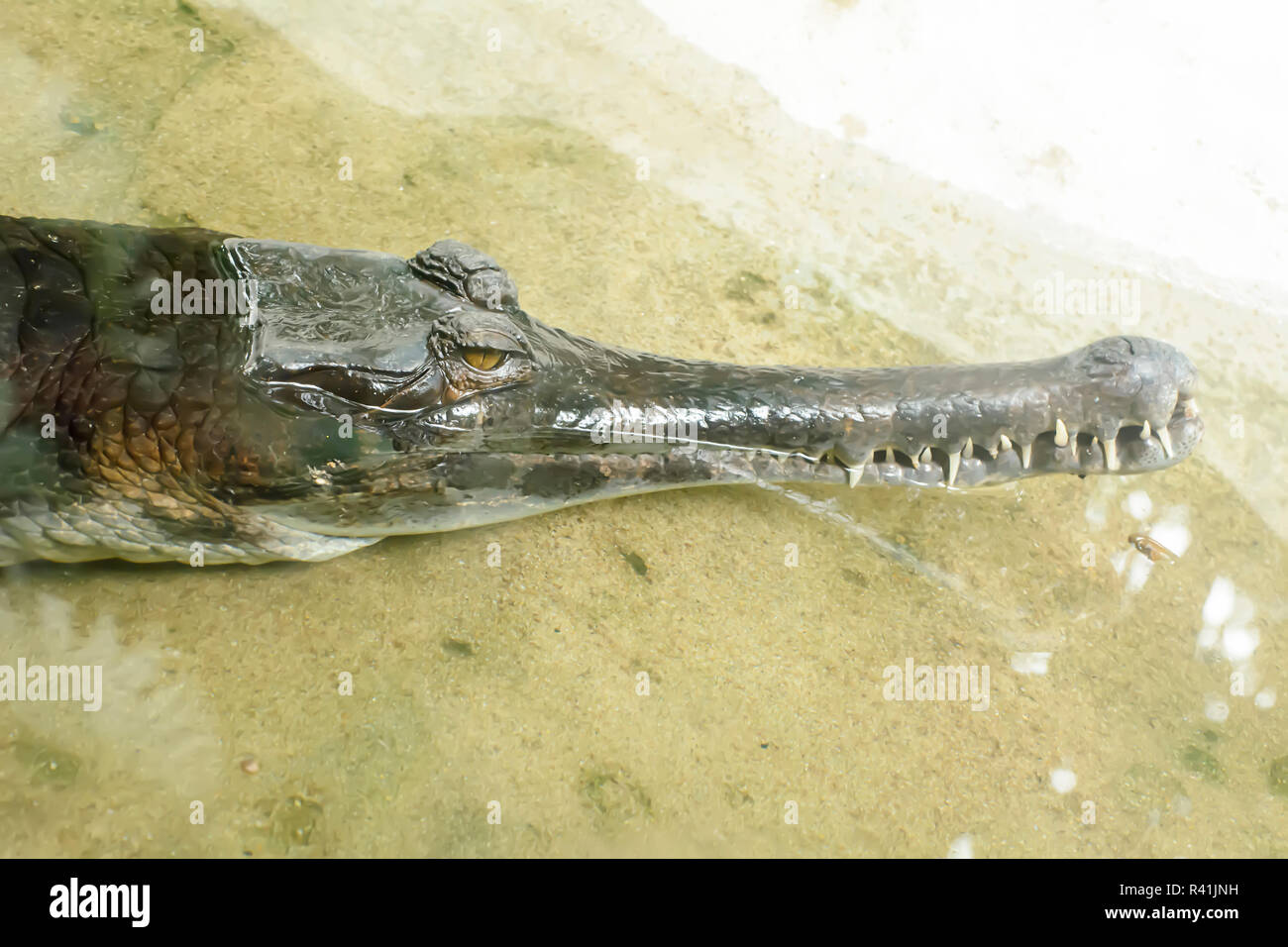 Gharial head detail hi-res stock photography and images - Alamy