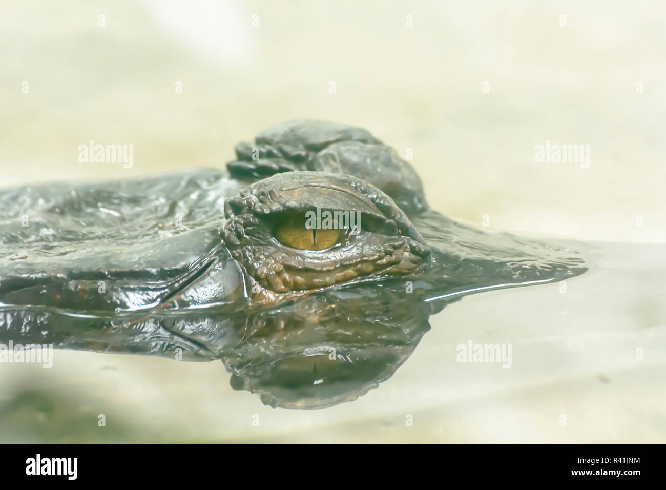 Gharial head detail hi-res stock photography and images - Alamy