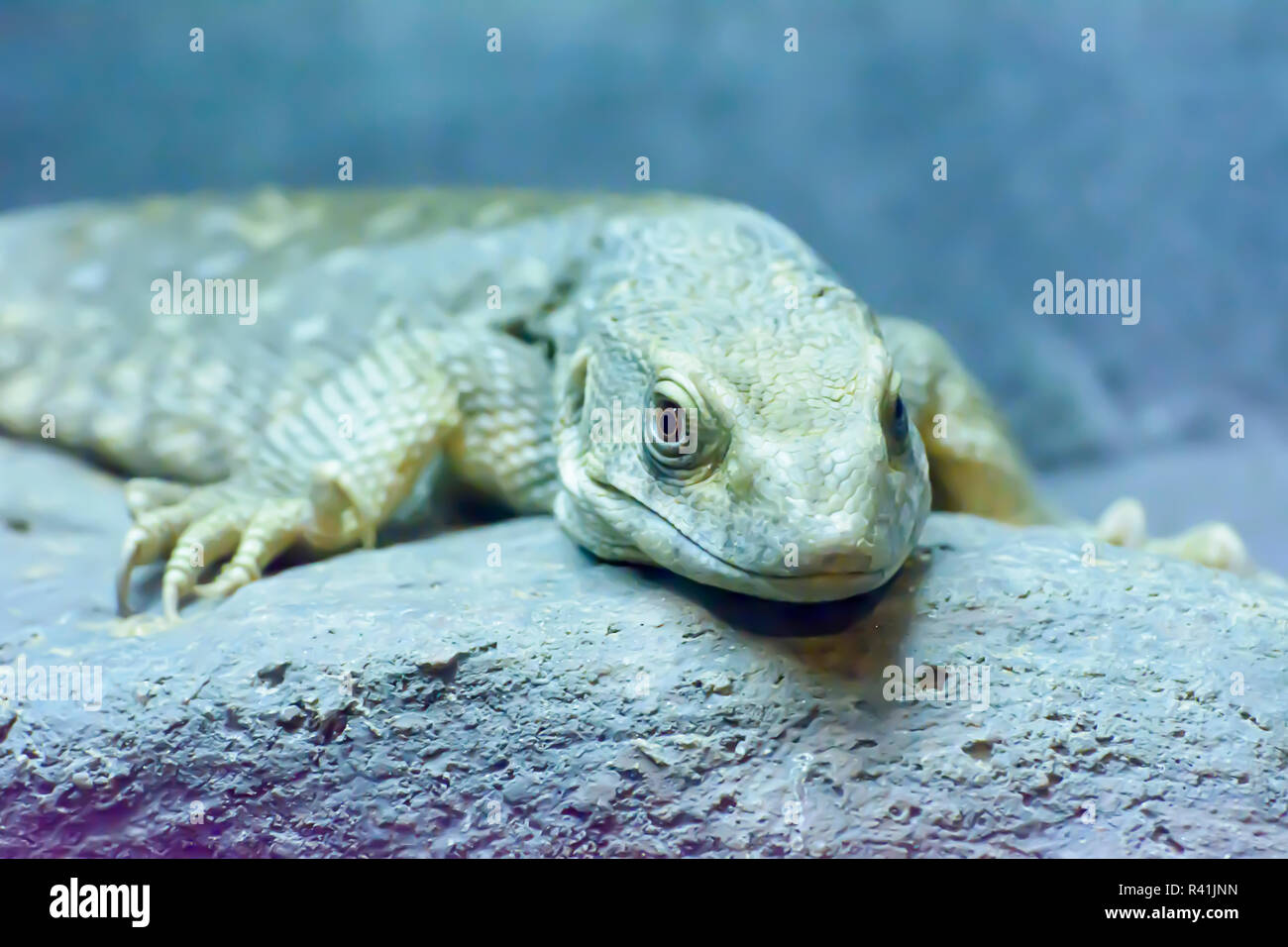 Savanna monitor lizard hi-res stock photography and images - Alamy