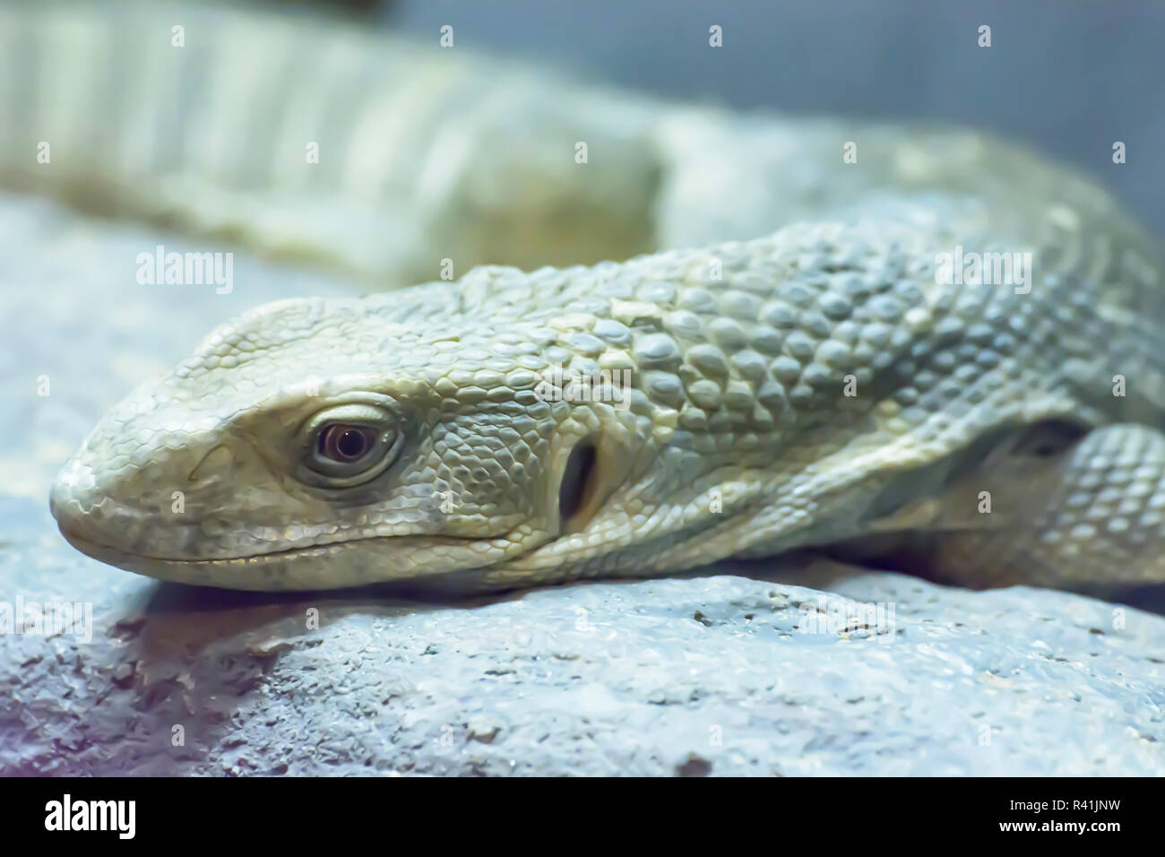 Savanna monitor lizard varanus exanthematicus hi-res stock photography ...