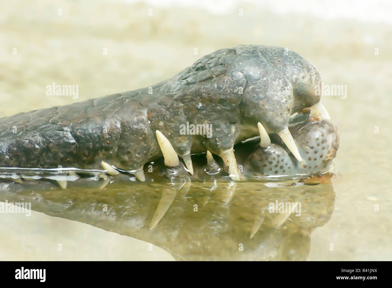 Gharial head detail hi-res stock photography and images - Alamy