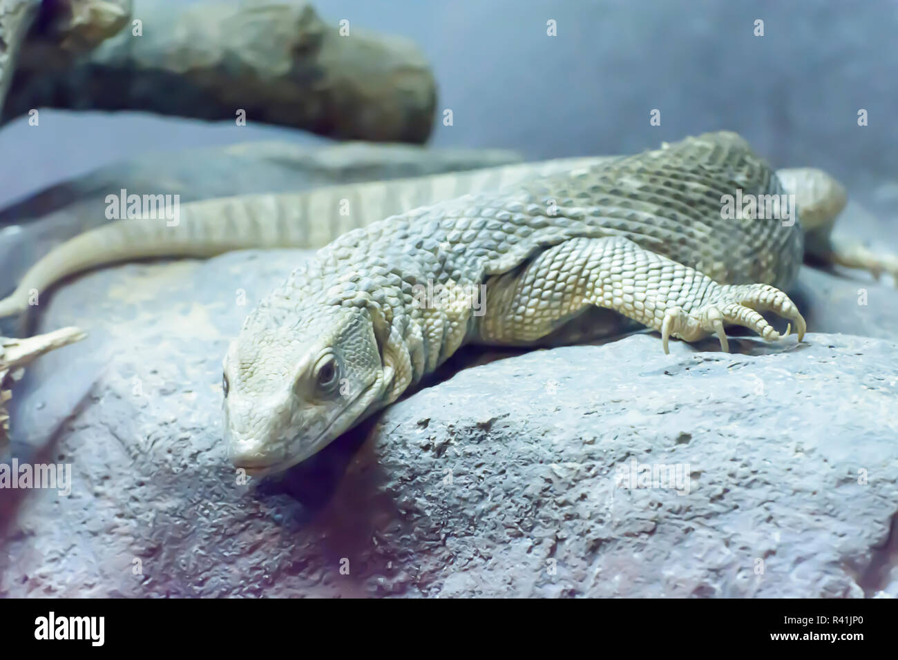 Savanna monitor lizard varanus exanthematicus hi-res stock photography ...