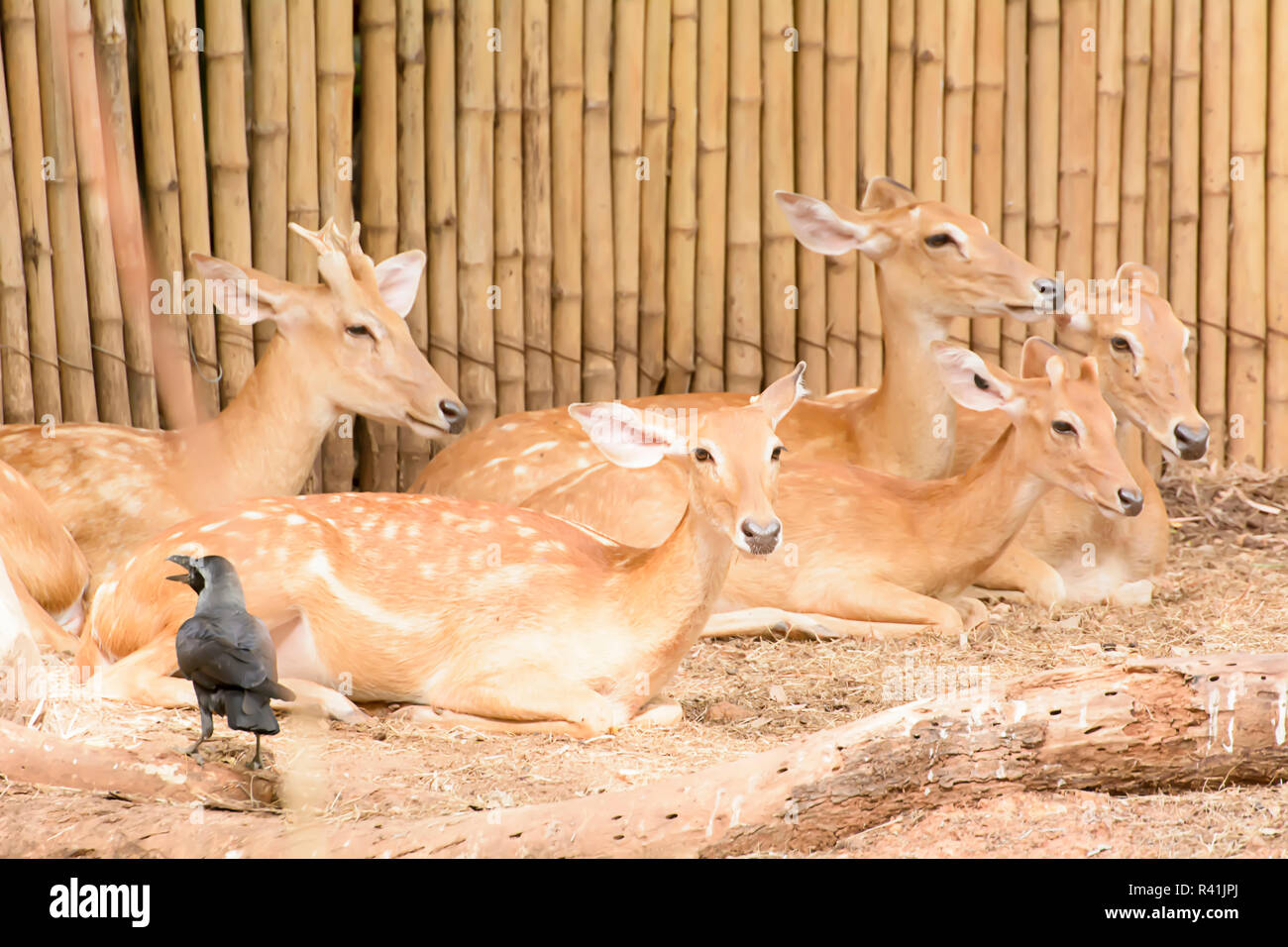 Thailand deer hi-res stock photography and images - Alamy