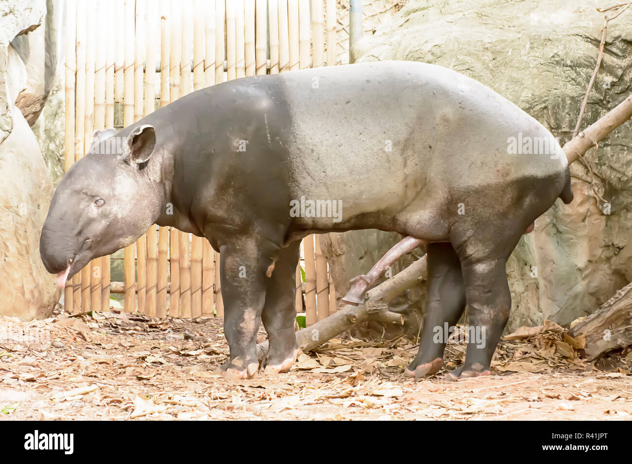 Tapirs head hi-res stock photography and images - Alamy