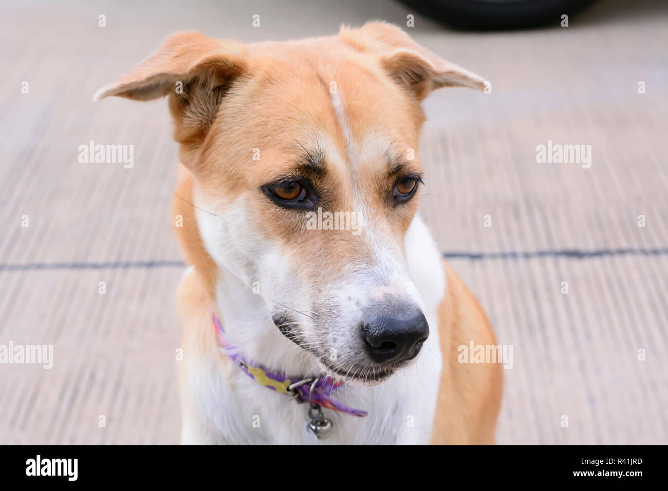 Tame dog hi-res stock photography and images - Alamy