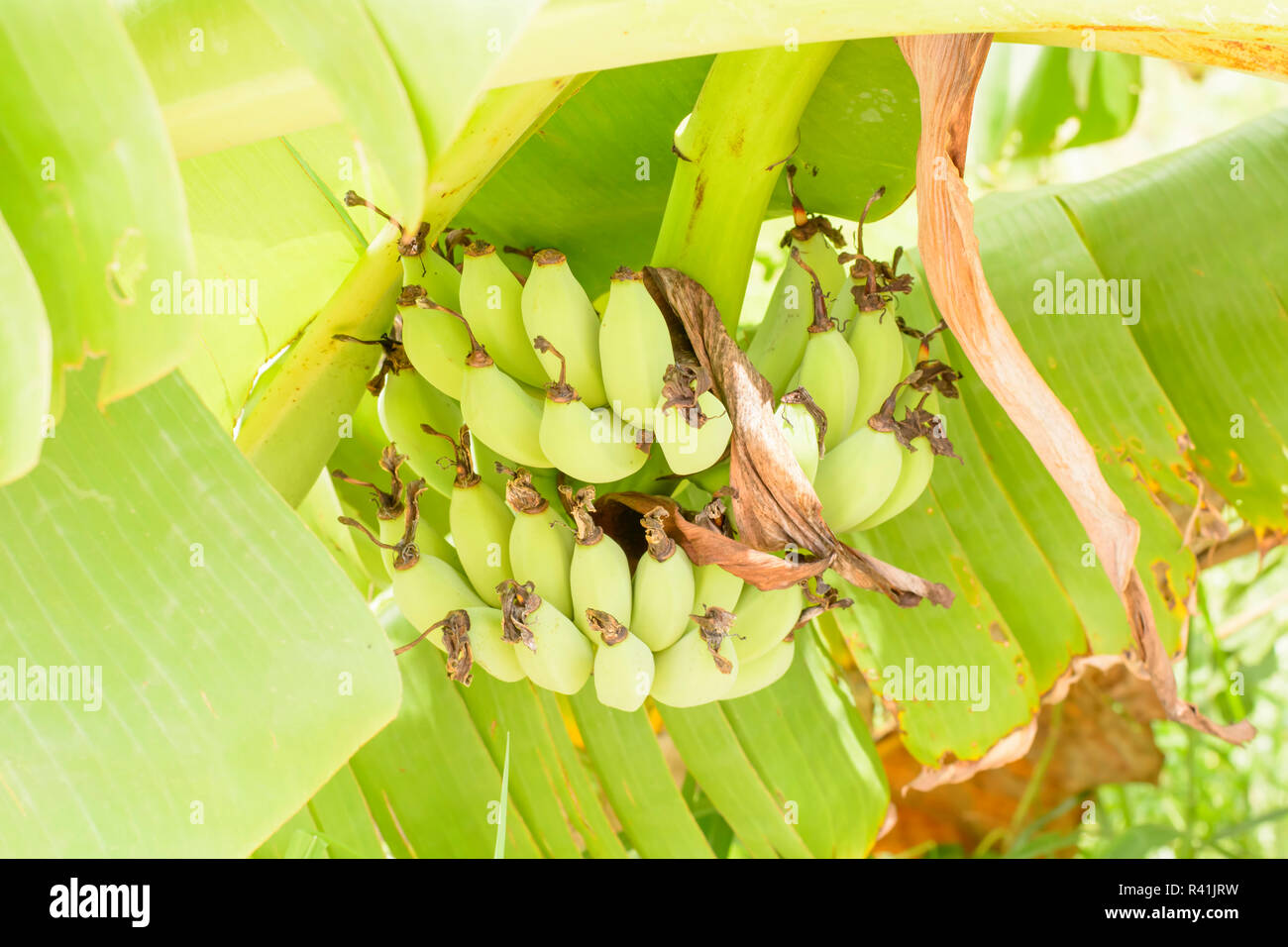 Banana on a tree Stock Photo - Alamy