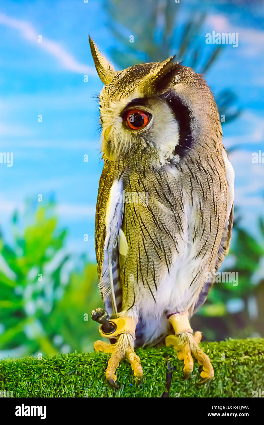 Owls booty hi-res stock photography and images - Alamy