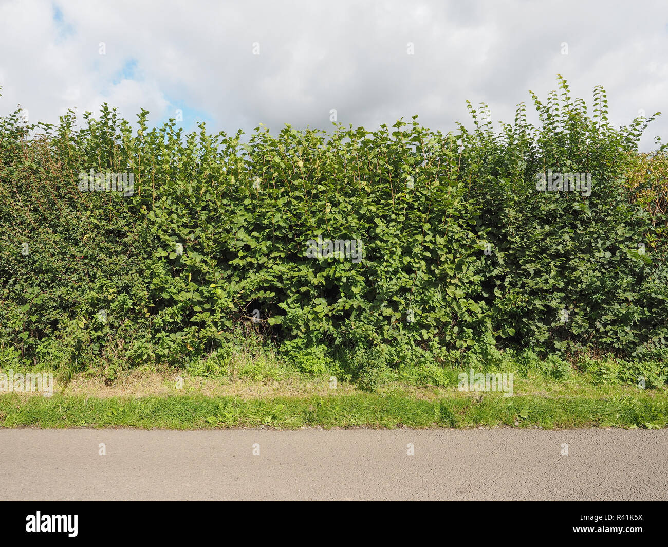 Hazel tree hedgerow Stock Photo - Alamy