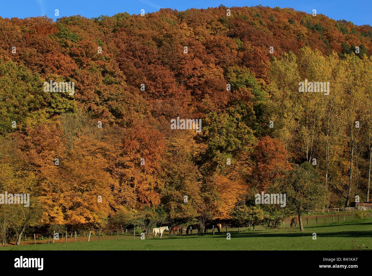 forest-dense autumnal mixed deciduous forest on a mountain slope in the ...