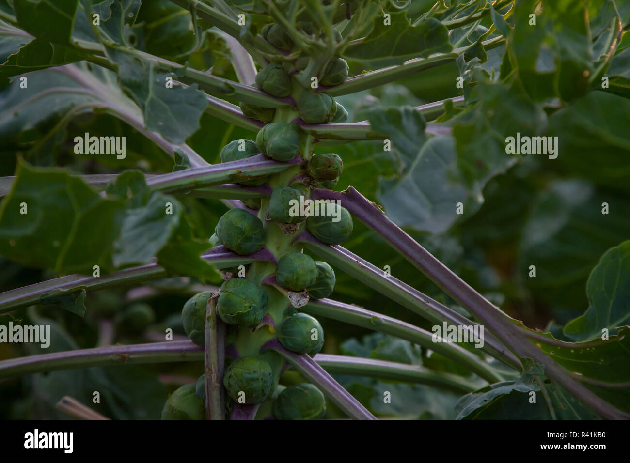 Brussels sprout plants hi-res stock photography and images - Alamy