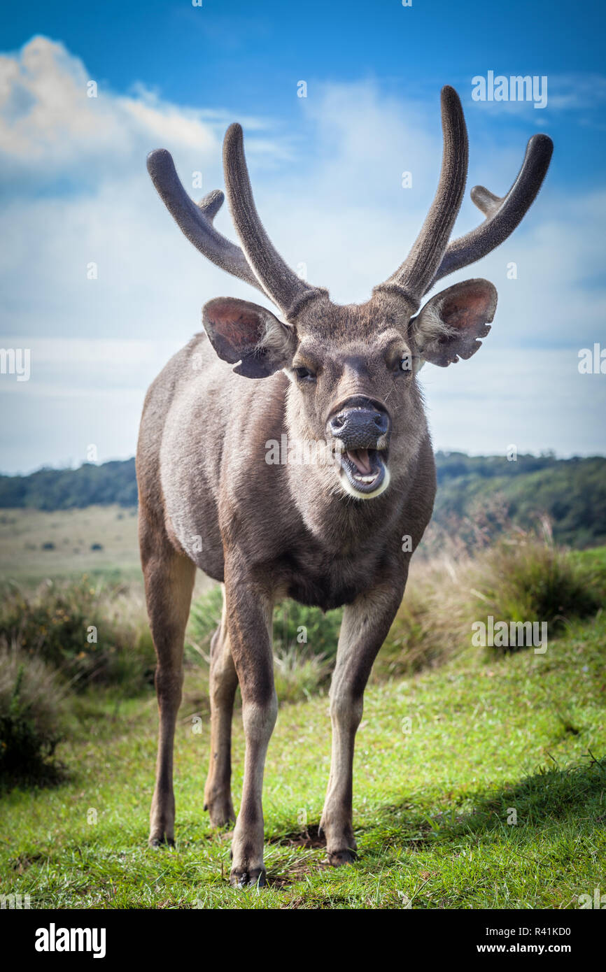 Sri lanka sambar deer horton plains hi-res stock photography and images ...