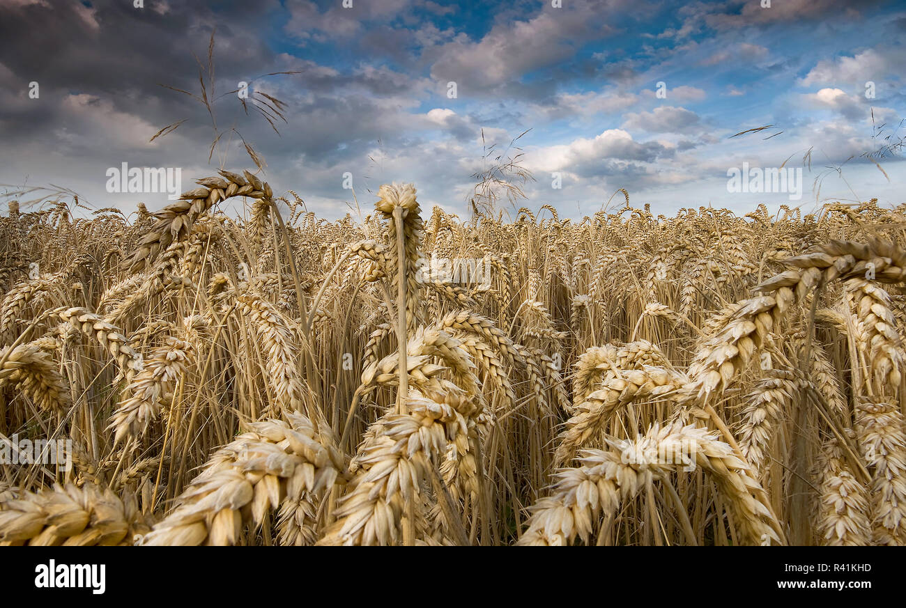 Farmer ground flour hi-res stock photography and images - Alamy