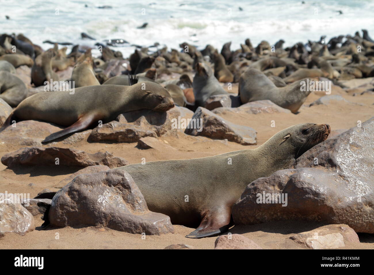 seal colony at cape cross in namibia Stock Photo - Alamy