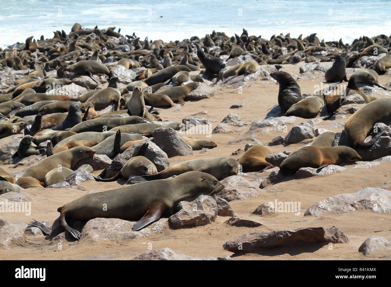 seal colony at cape cross in namibia Stock Photo - Alamy