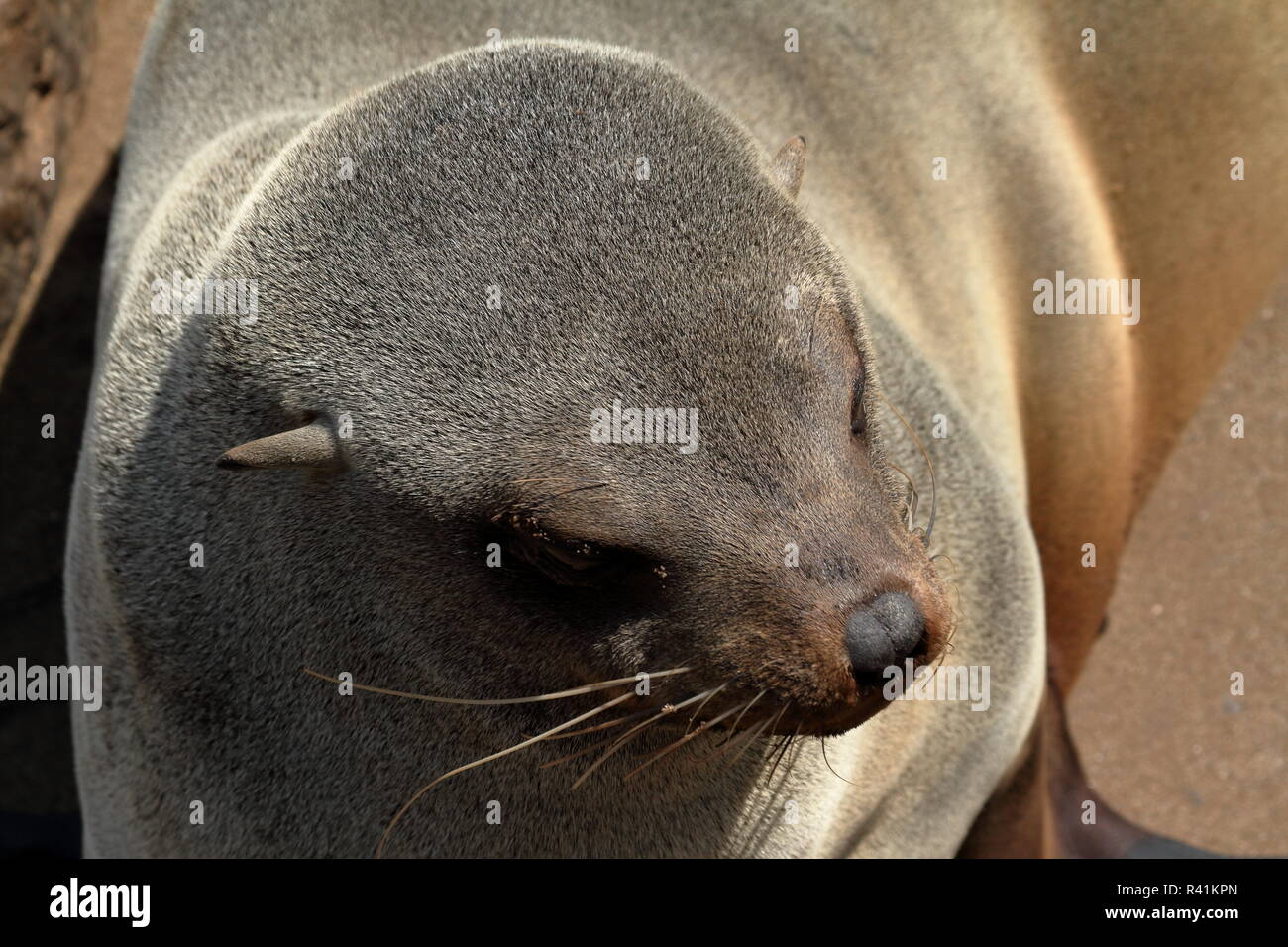 seal colony at cape cross in namibia Stock Photo - Alamy