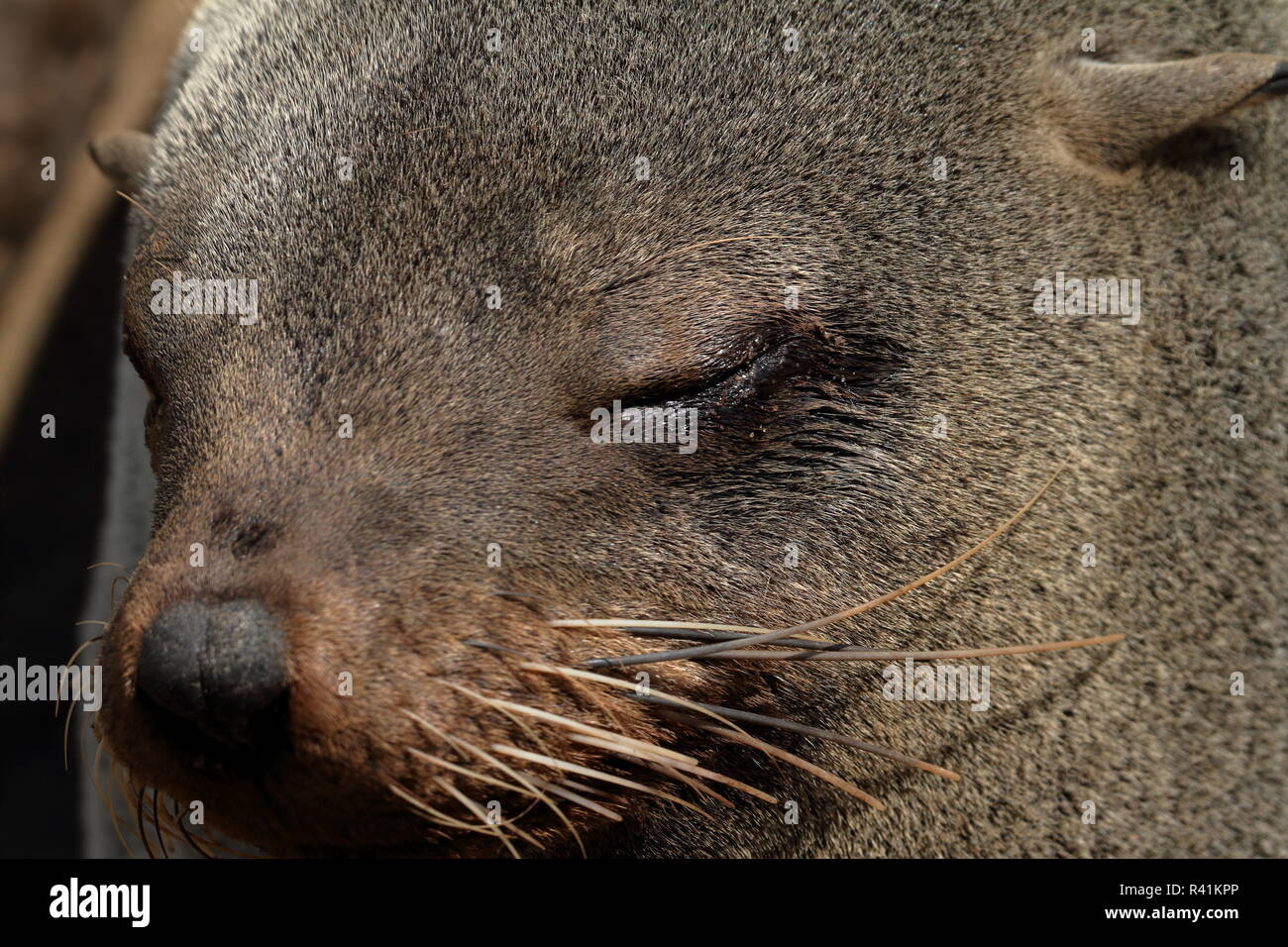 seal colony at cape cross in namibia Stock Photo - Alamy