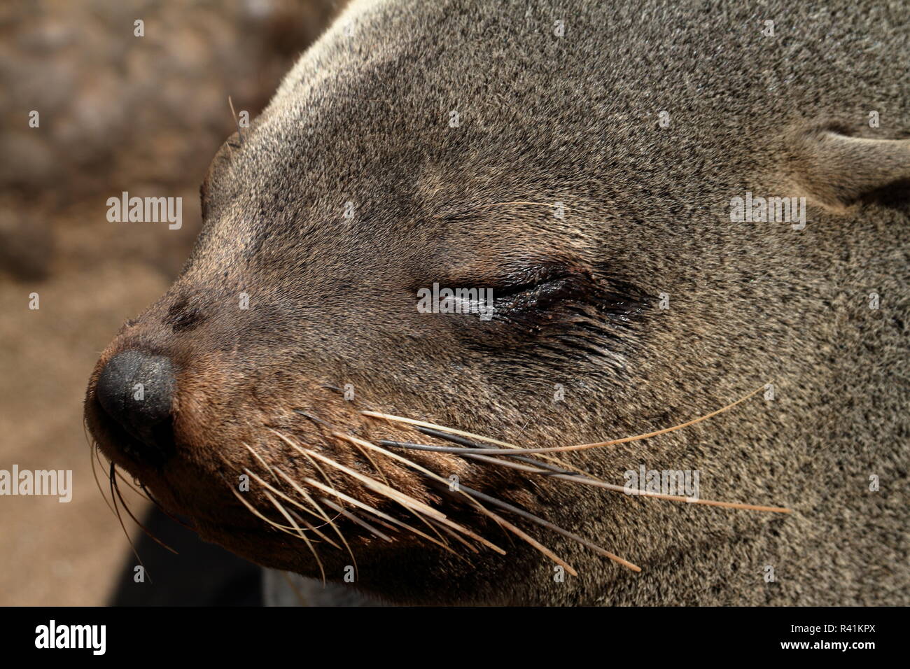 seal colony at cape cross in namibia Stock Photo - Alamy