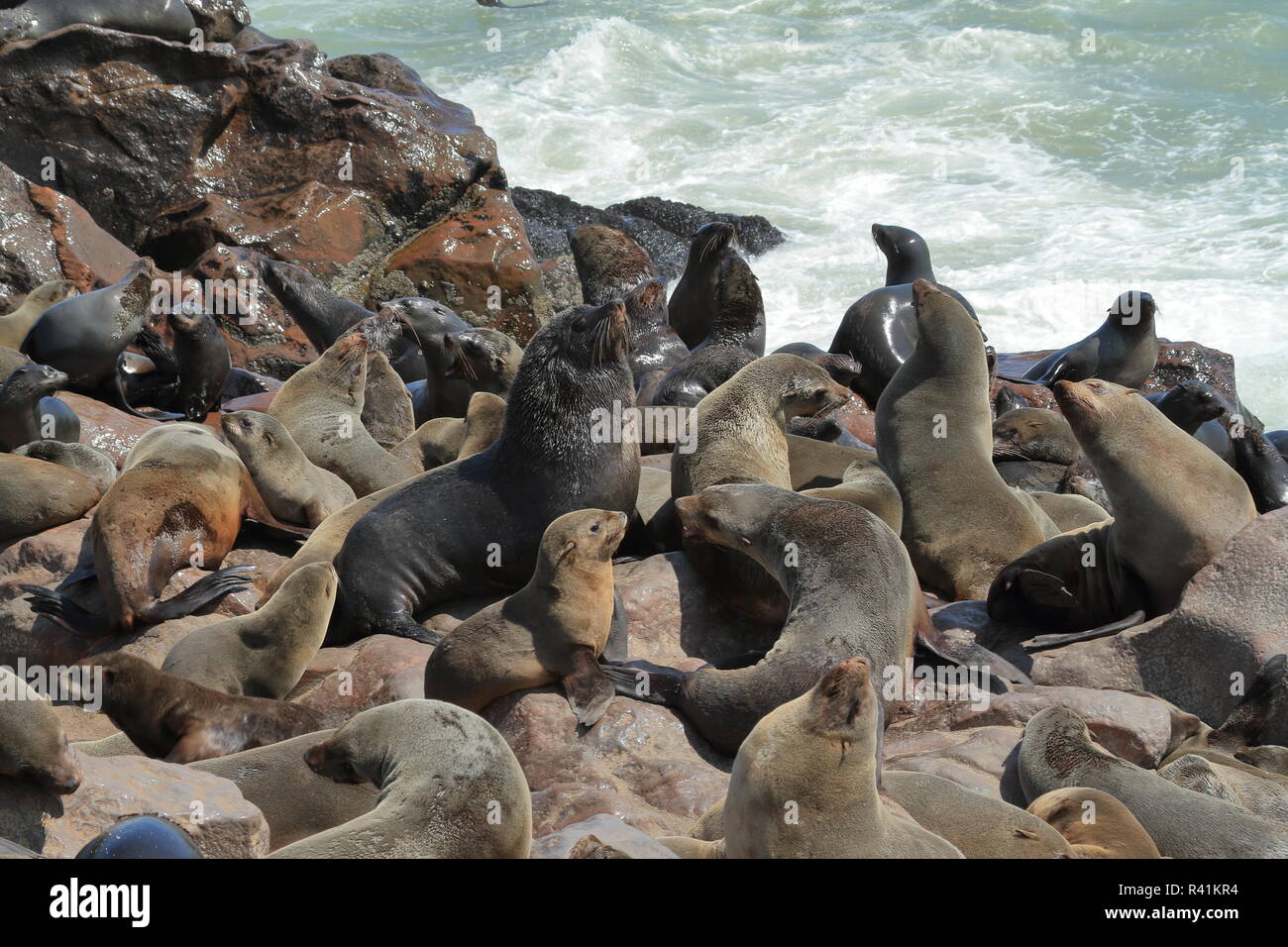 seal colony at cape cross in namibia Stock Photo - Alamy