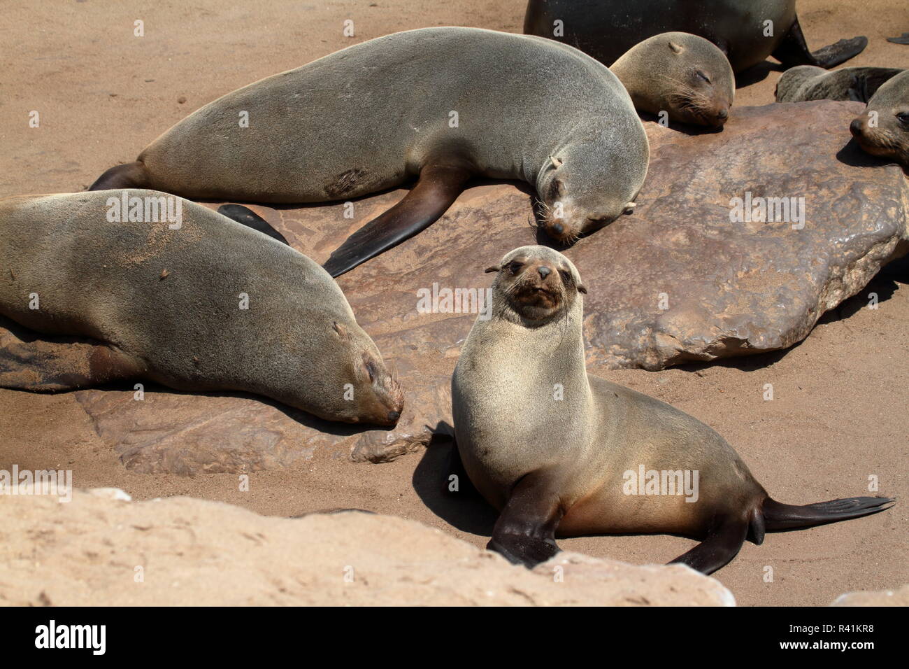 seal colony at cape cross in namibia Stock Photo - Alamy