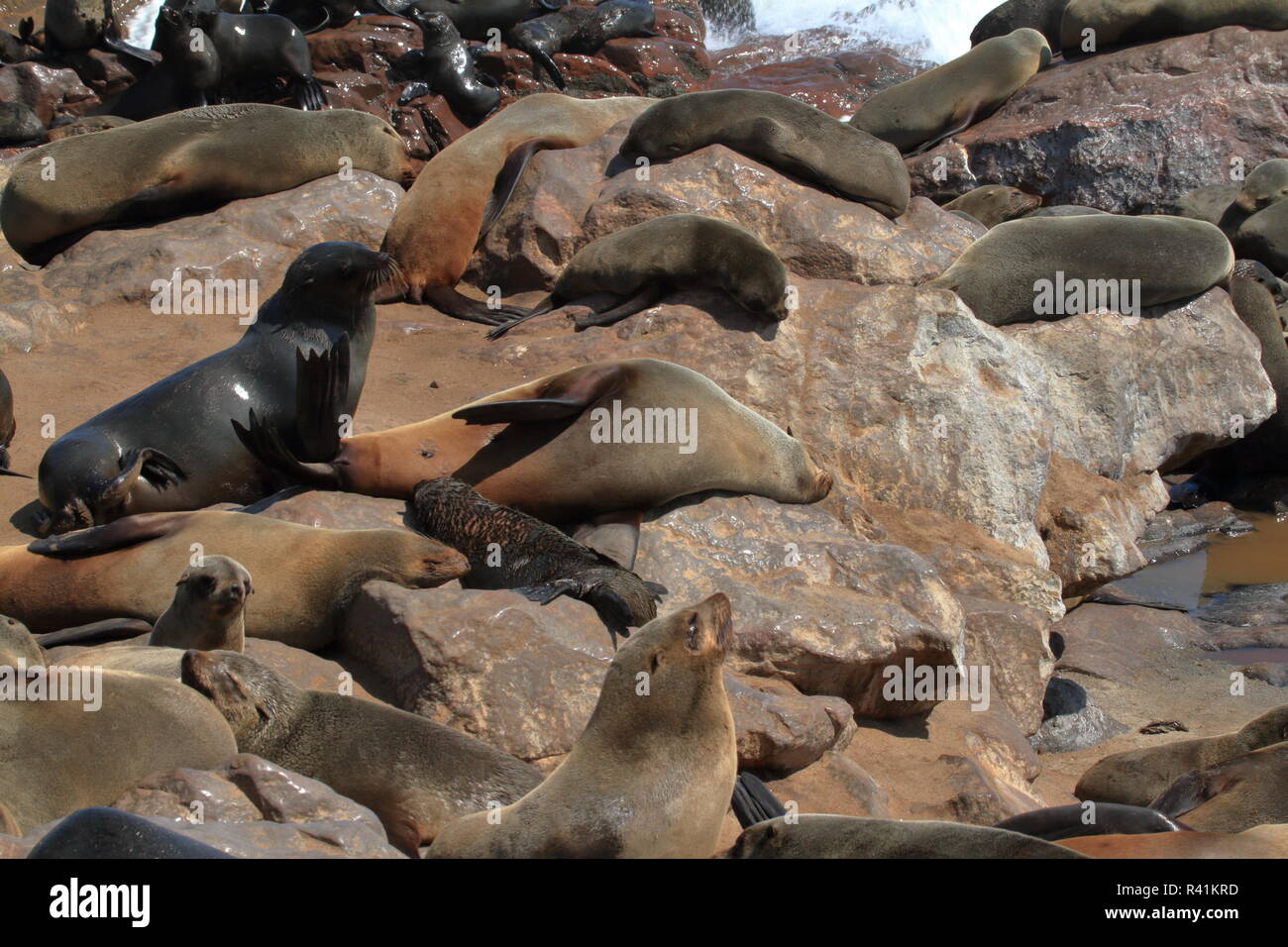 seal colony at cape cross in namibia Stock Photo - Alamy