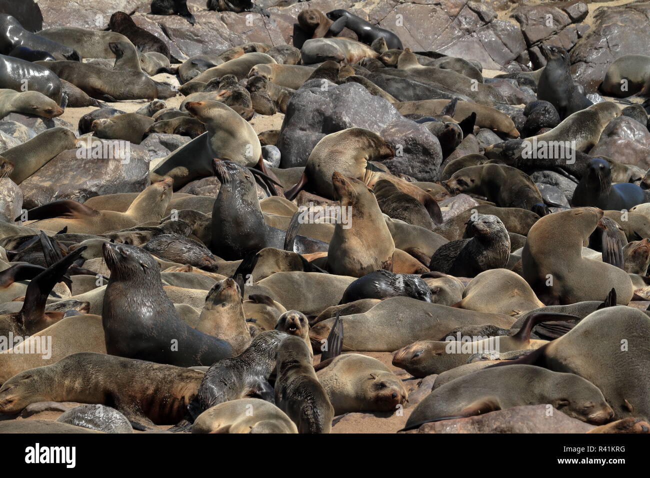 seal colony at cape cross in namibia Stock Photo - Alamy