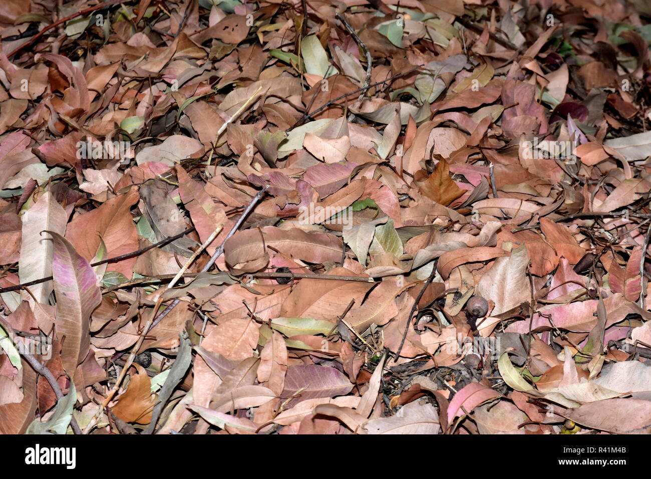 Brown dead gum leaves hi-res stock photography and images - Alamy