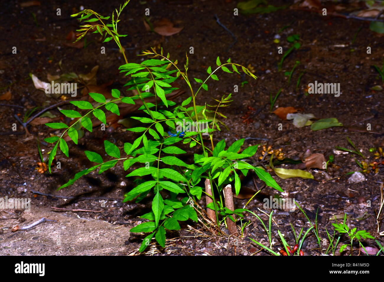 Small fern hi-res stock photography and images - Alamy