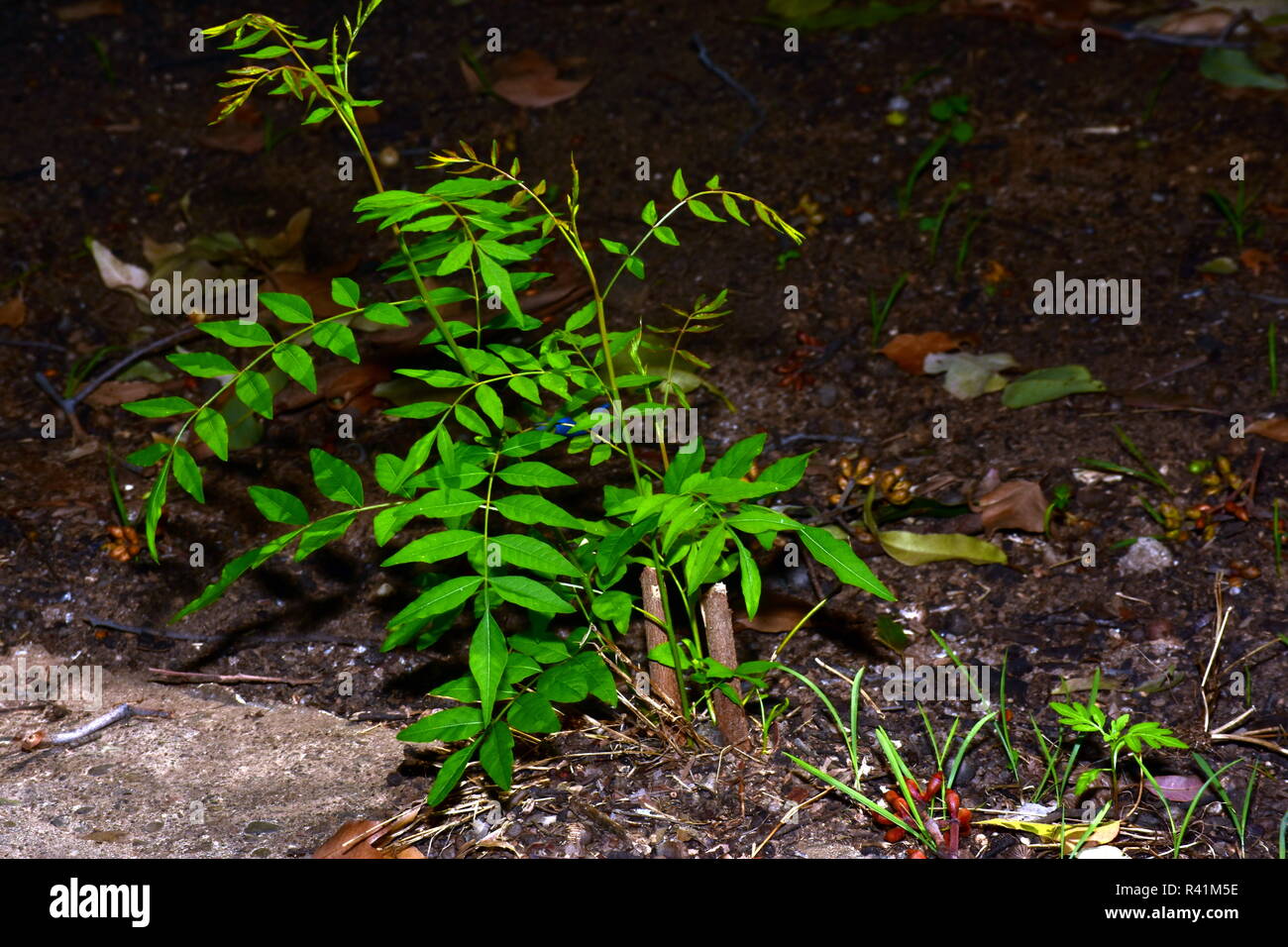 Small fern hi-res stock photography and images - Alamy
