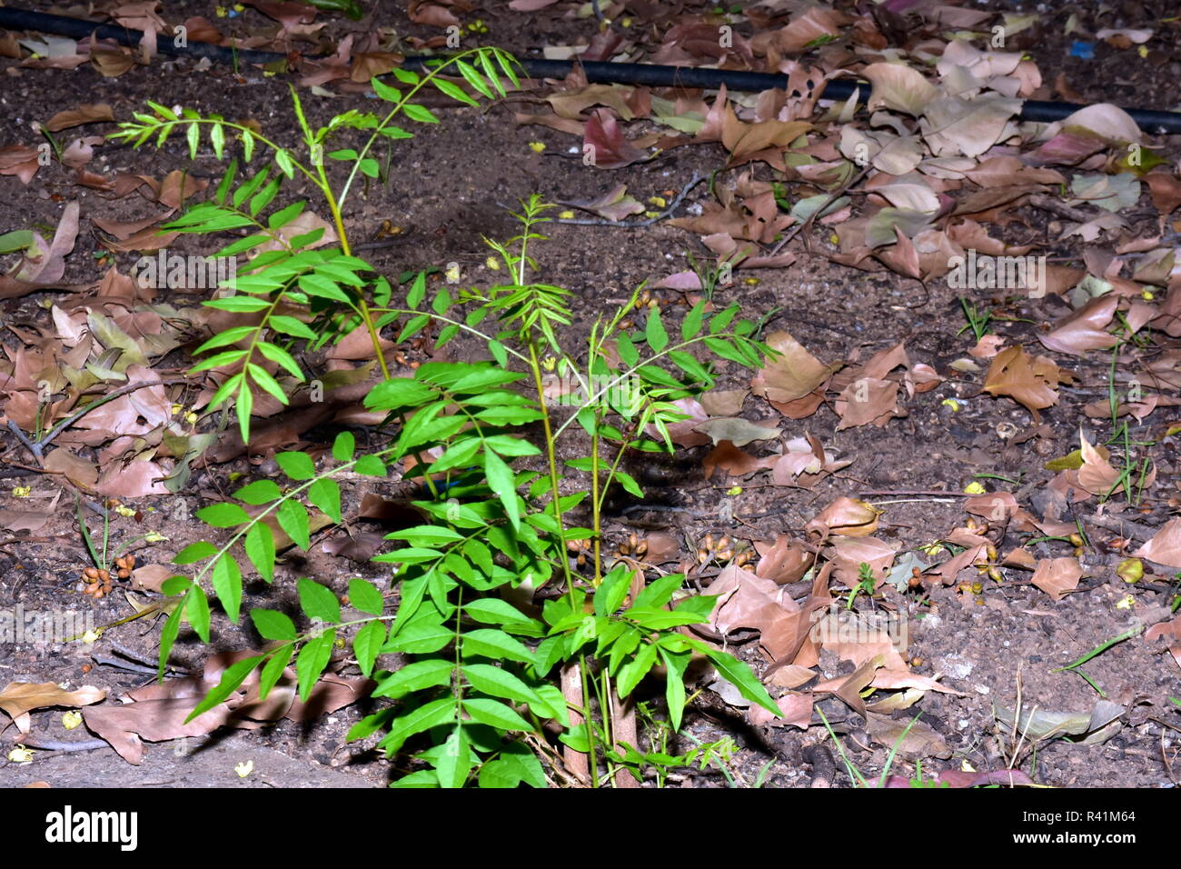 Small fern hi-res stock photography and images - Alamy