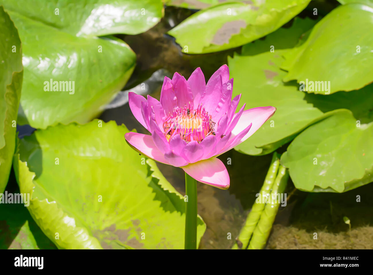 Red lotus tree hi-res stock photography and images - Alamy