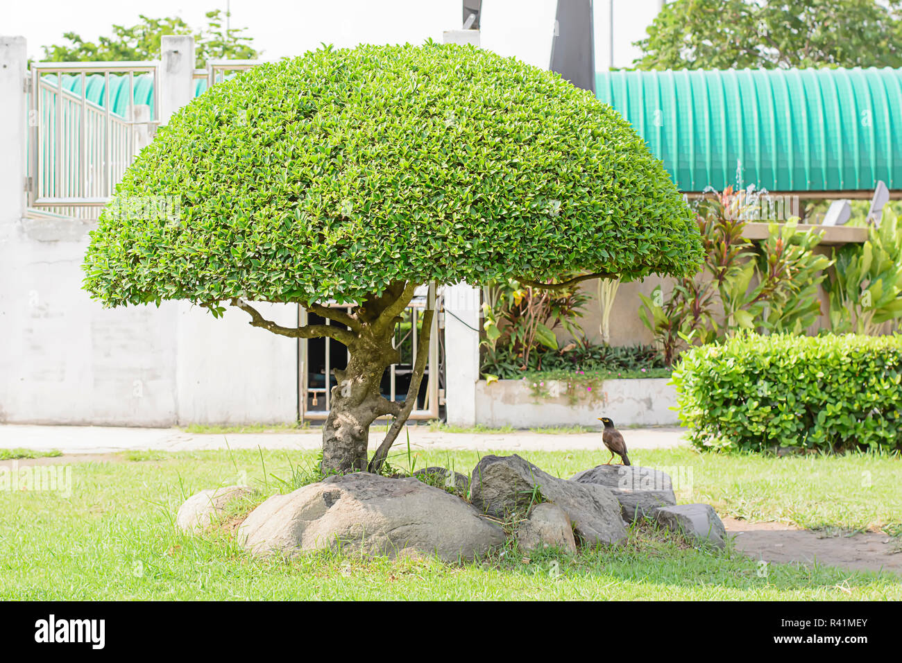 Tako tree hi-res stock photography and images - Alamy