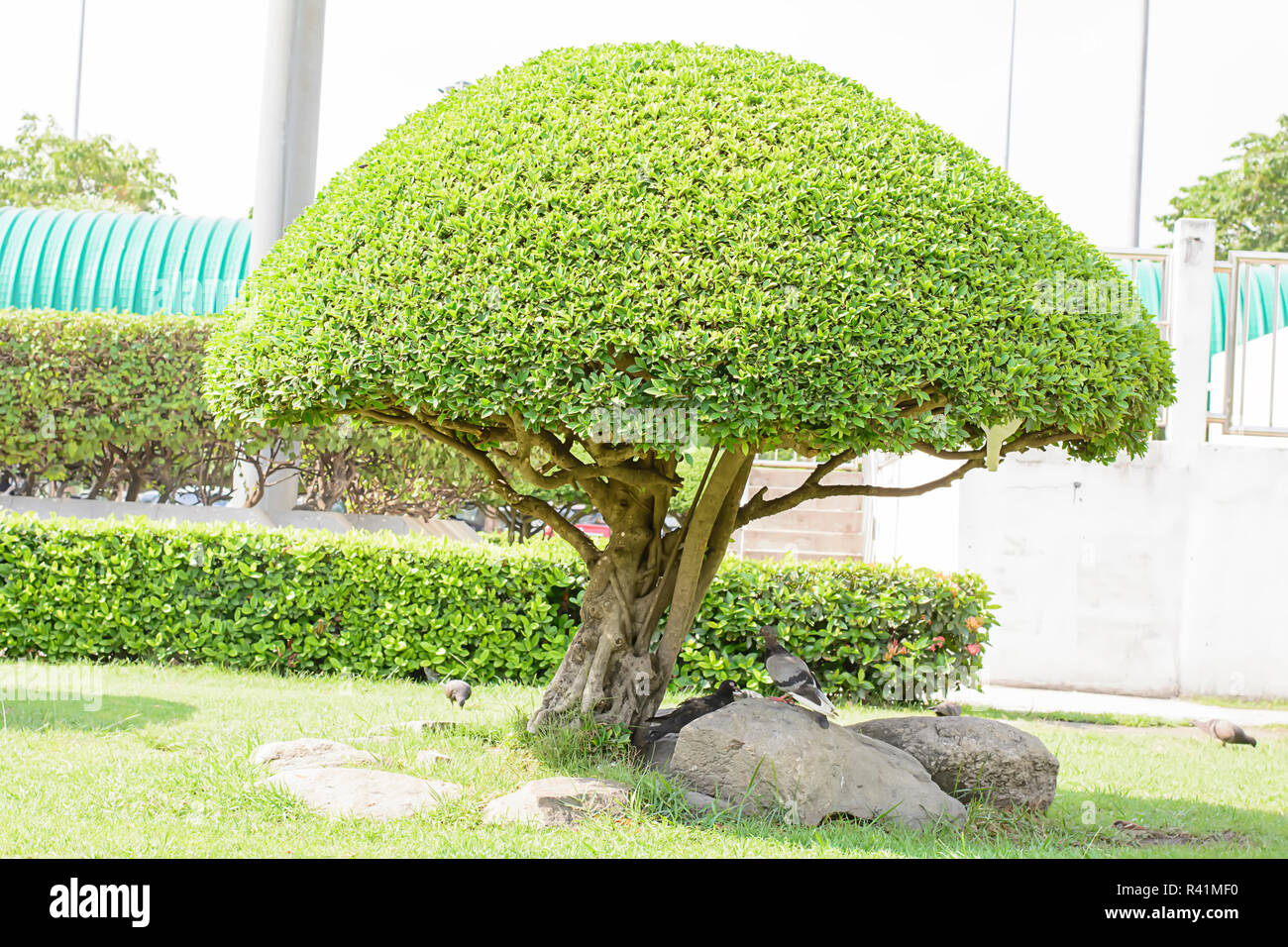 Tako tree hi-res stock photography and images - Alamy