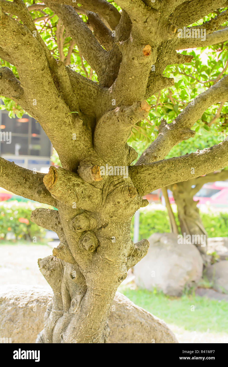 Black ebony tree hi-res stock photography and images - Alamy