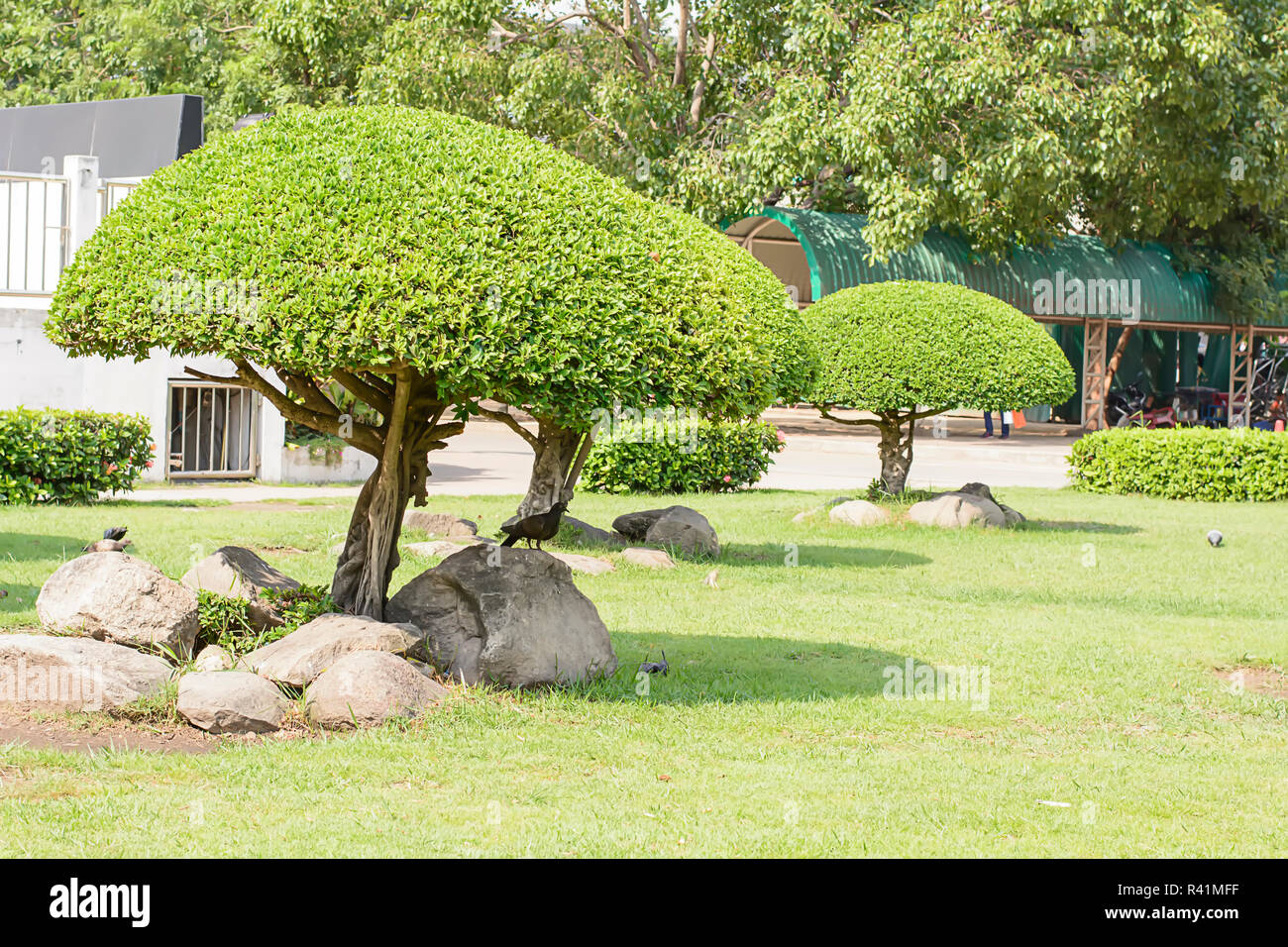 Tako tree hi-res stock photography and images - Alamy